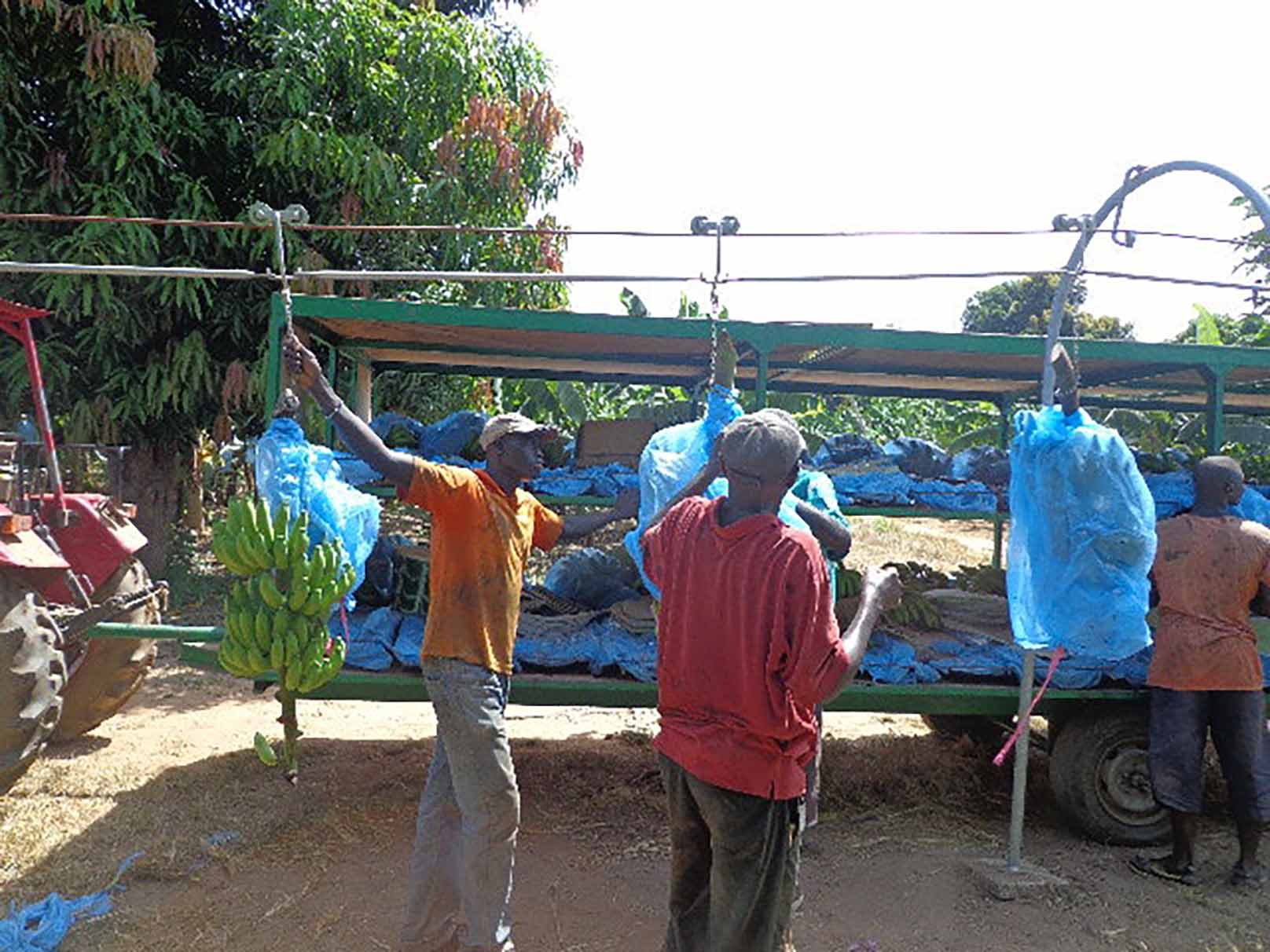 Colruyt Group and Rikolto support Senegalese banana famers | Colruyt Group