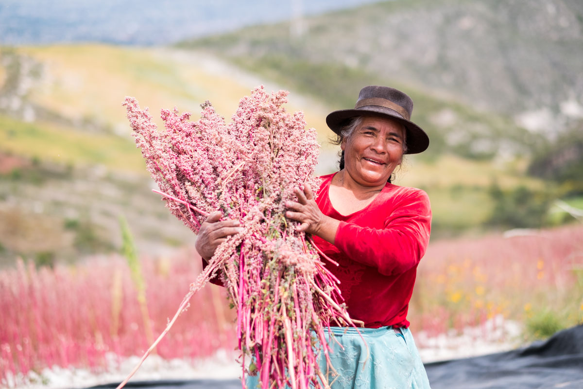 100 tonnes of Peruvian quinoa a year for Boni Bio | Colruyt Group