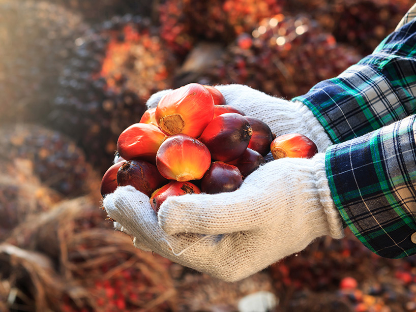 Palm cultivation? More sustainable please! | Colruyt Group