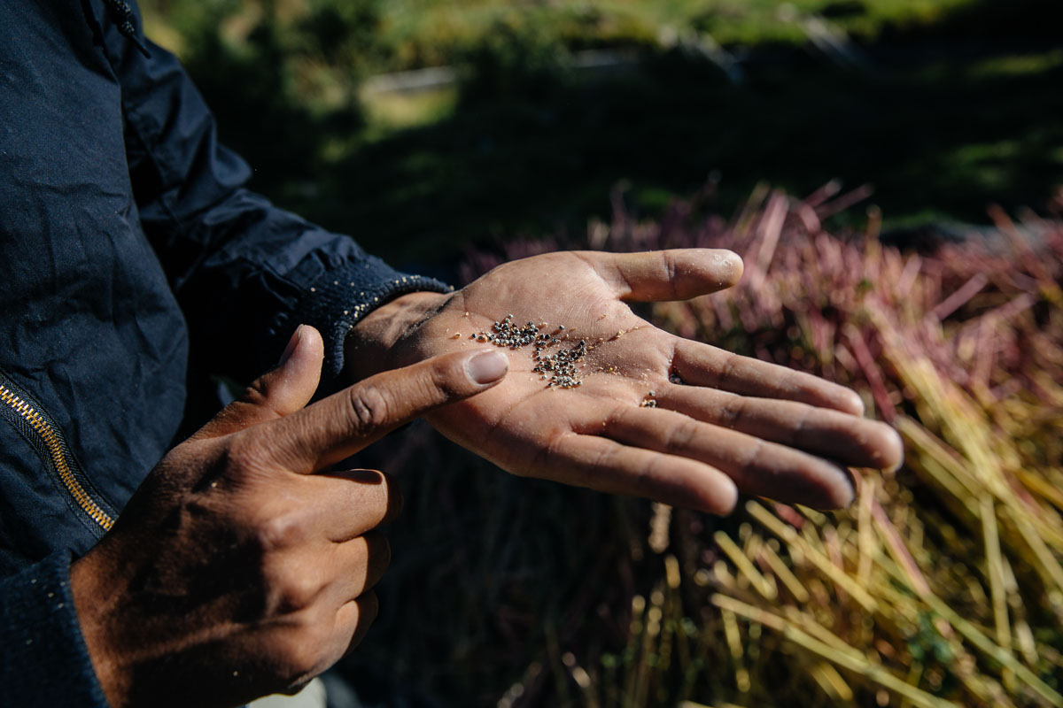 100 tonnes of Peruvian quinoa a year for Boni Bio | Colruyt Group